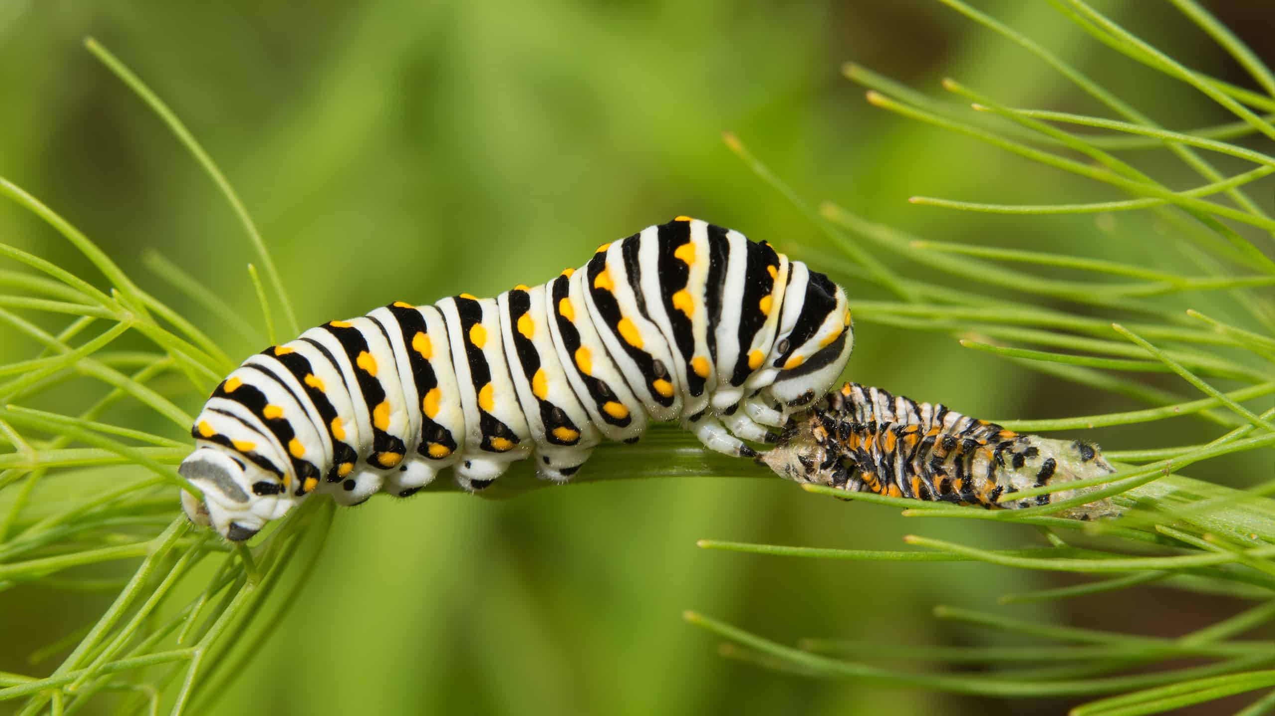 Ecdysis Meaning: How Animals Shed Skin and Grow Through Molting | Dekapos